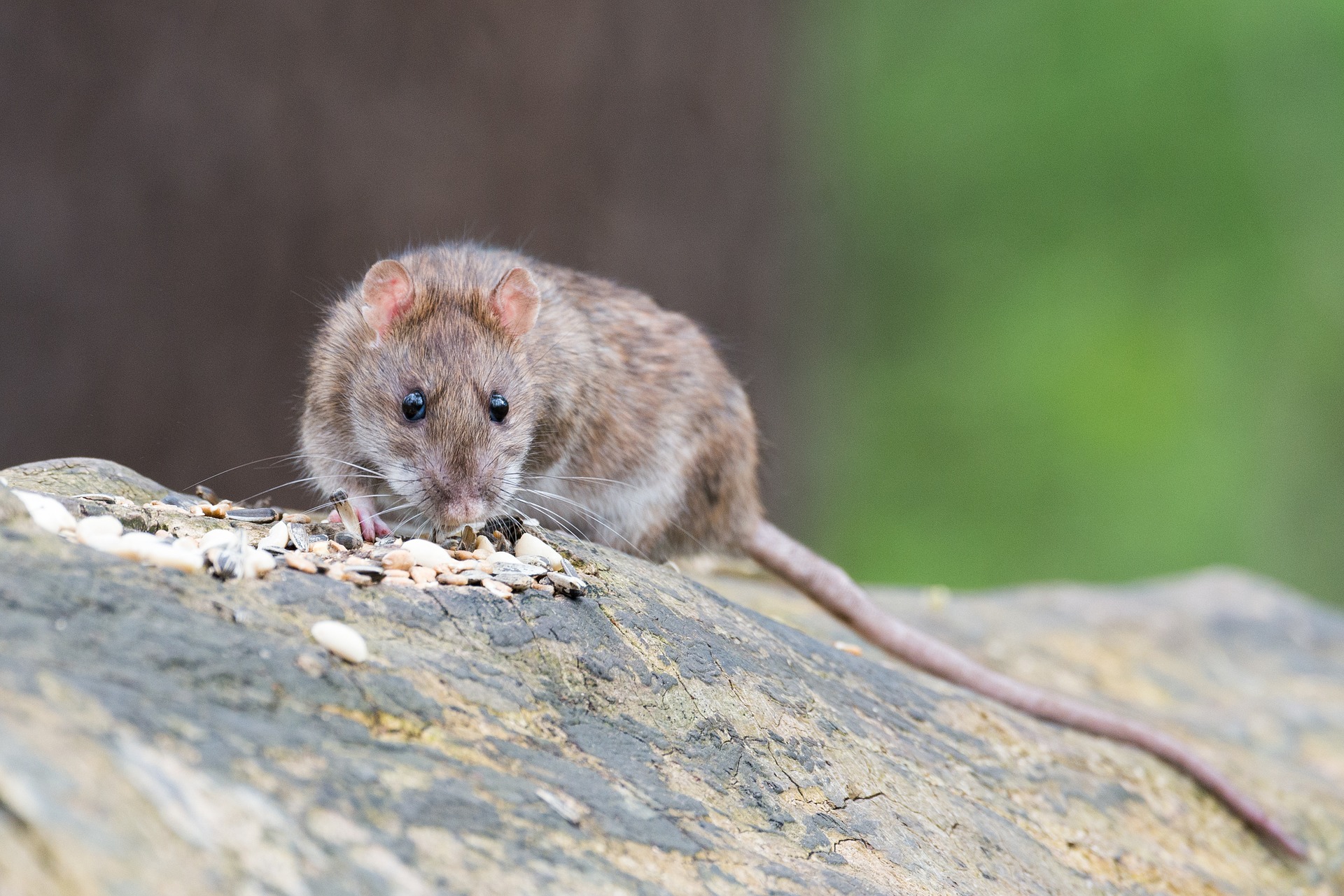 How to Keep Rats Out of Your Yard in Pearland, TX | Alvin Pest Control, LLC