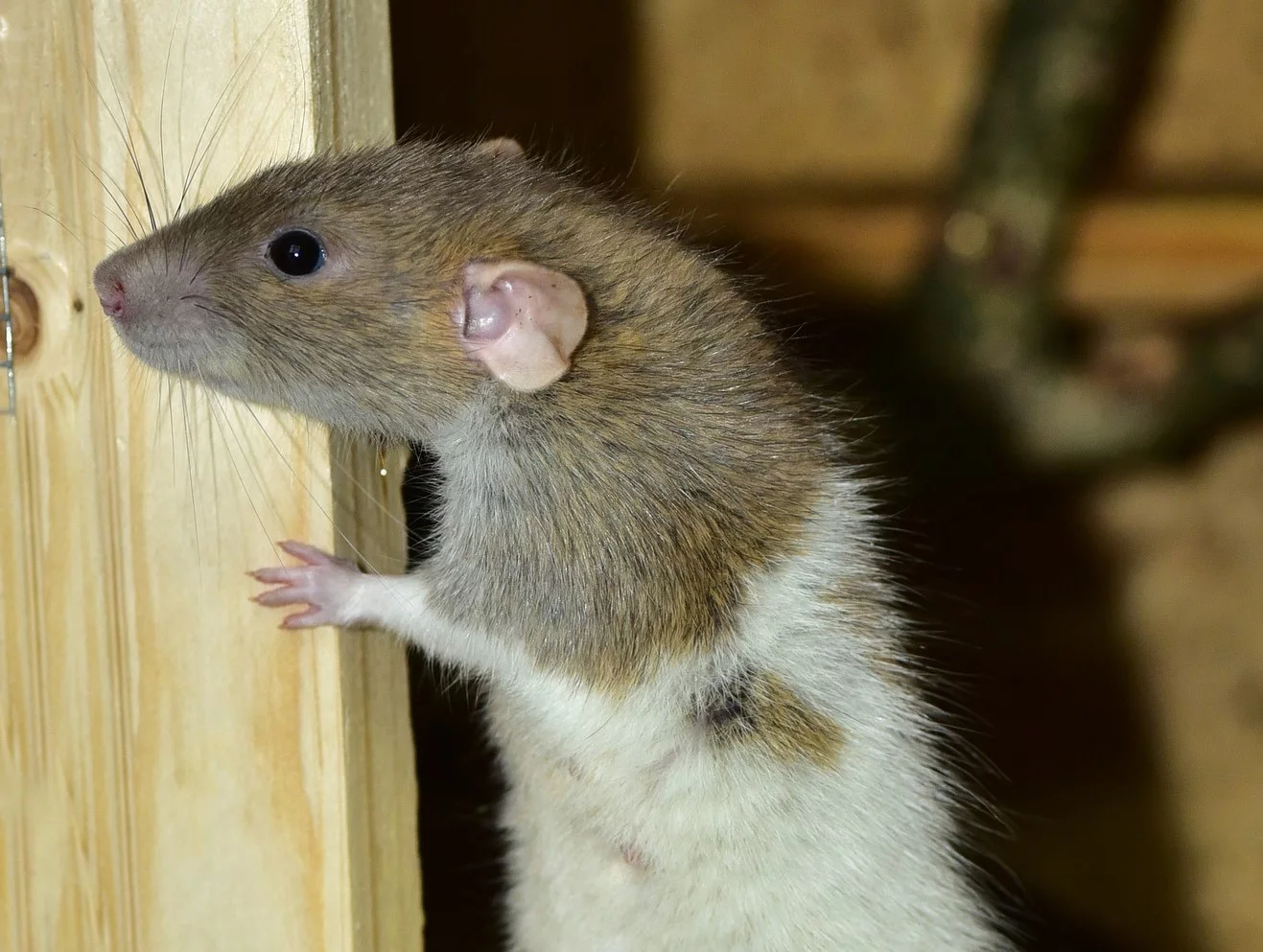 When Do Rodents Invade Households? | Alvin Pest Control