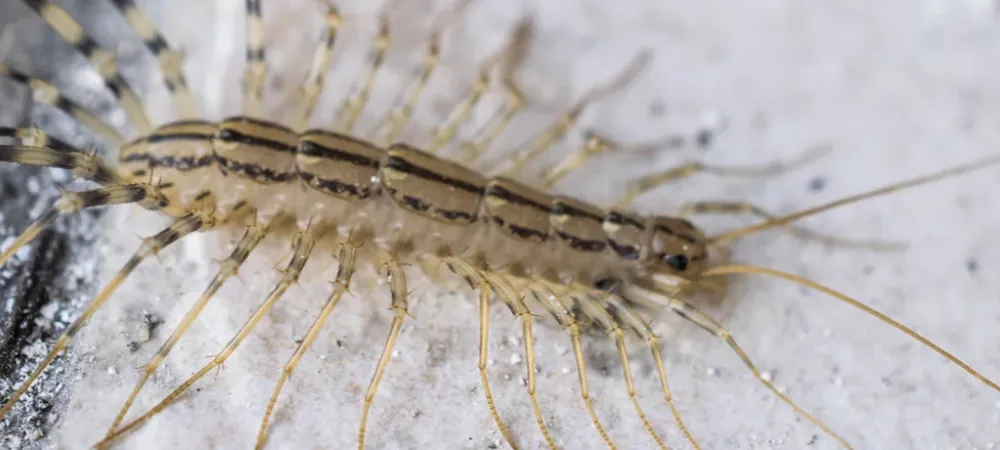How Can Silverfish Damage Your Home? | Alvin Pest Control